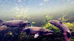 Fisheries manager sounds dire warning on dwindling wild salmon stocks ...